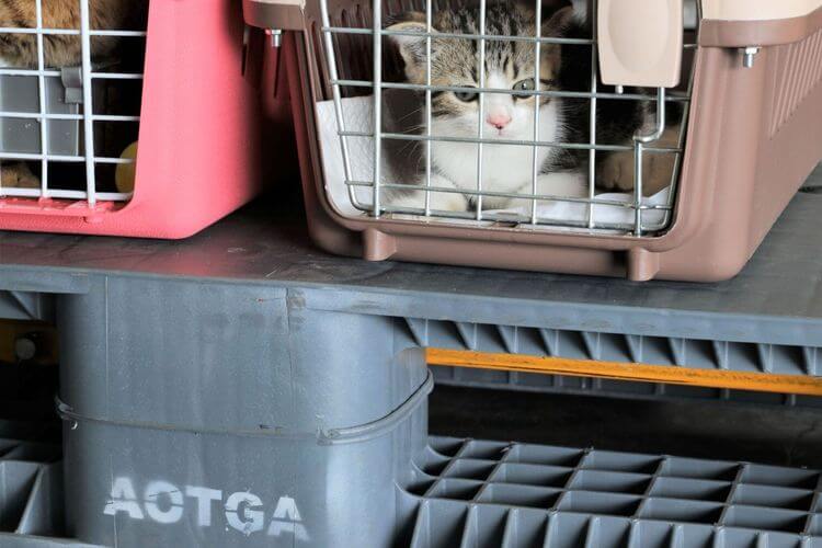 Cargo Terminal Services | AOTGA - AOT Ground Aviation Services Co., Ltd.